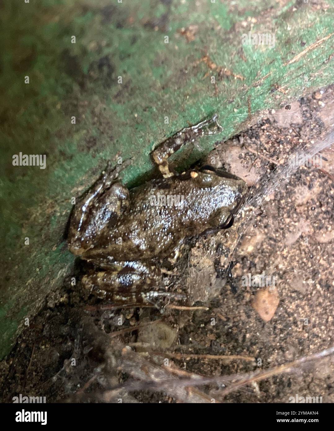 Rio Grande Chirping Frog (Eleutherodactylus campi Stock Photo - Alamy