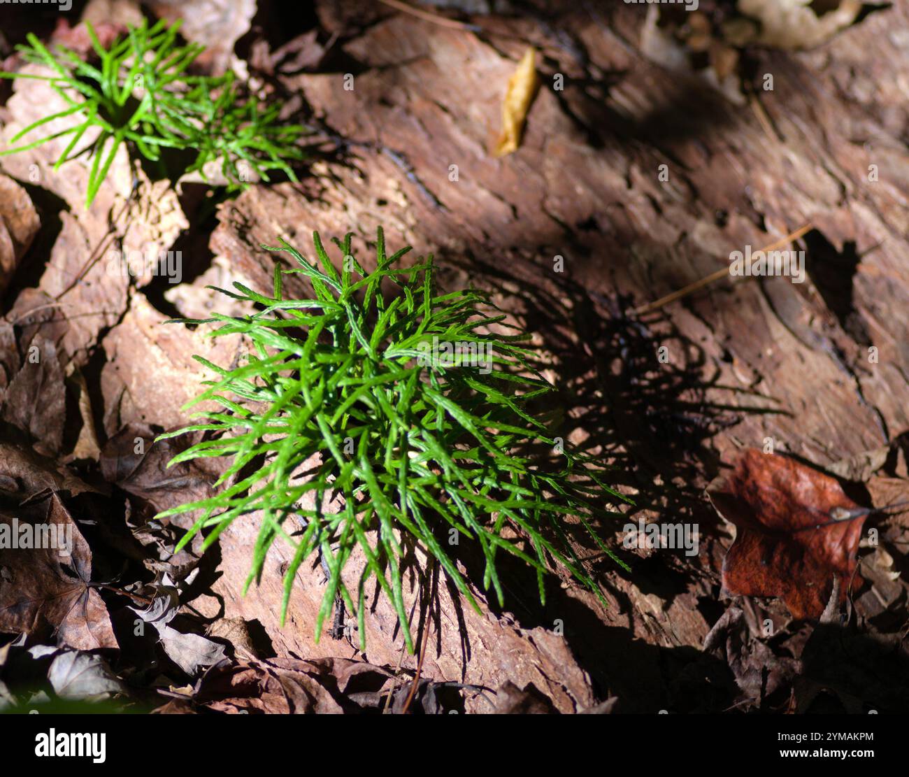 fan clubmoss (Diphasiastrum digitatum Stock Photo - Alamy