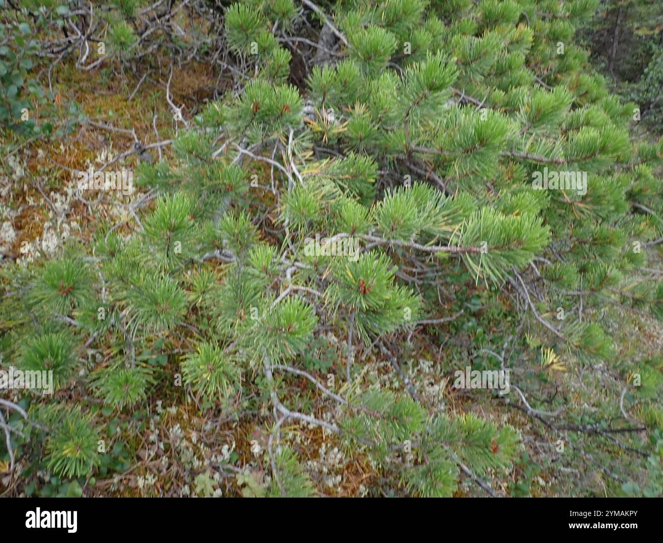 lodgepole pine (Pinus contorta Stock Photo - Alamy