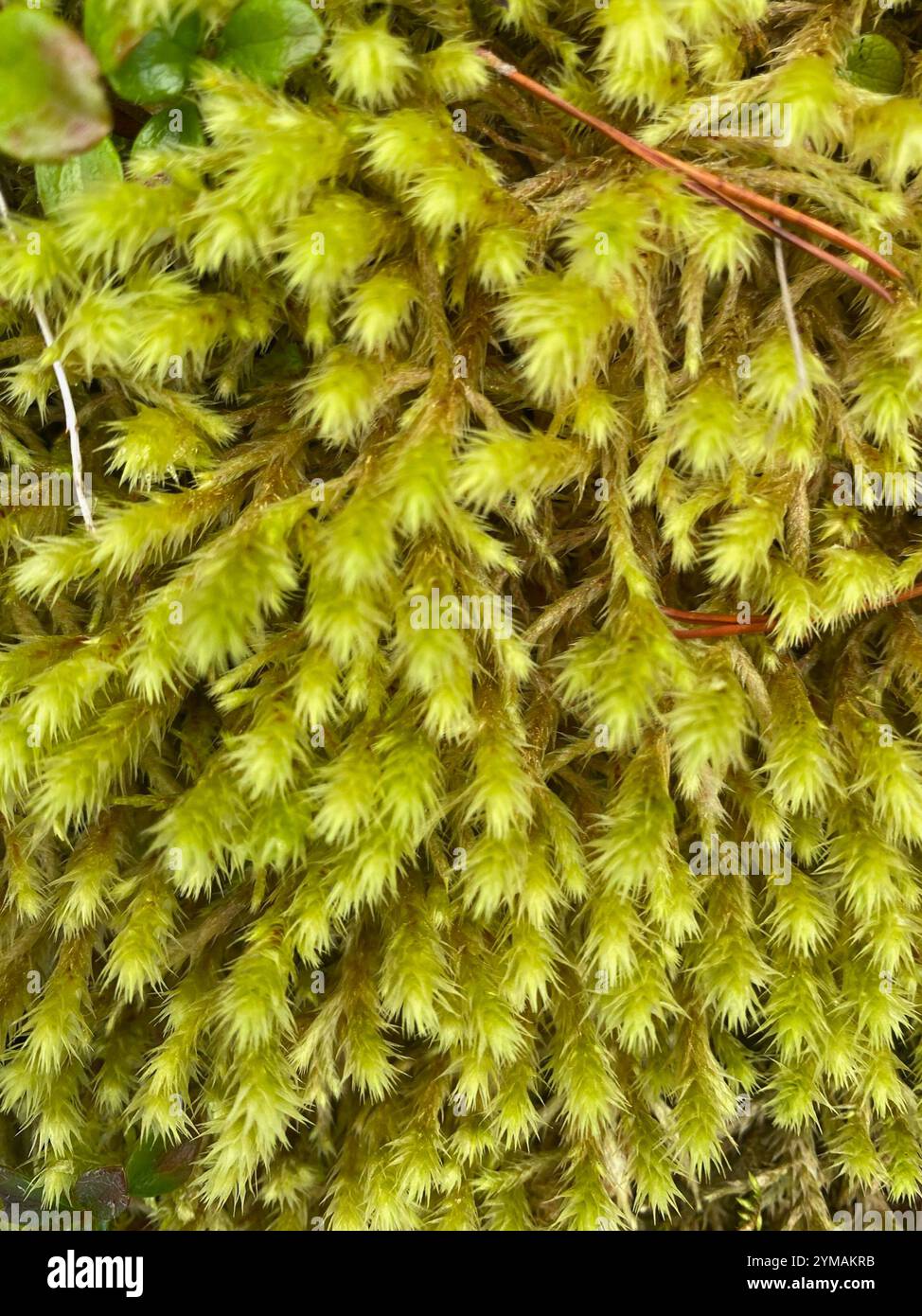rough goose neck moss (Hylocomiadelphus triquetrus Stock Photo - Alamy