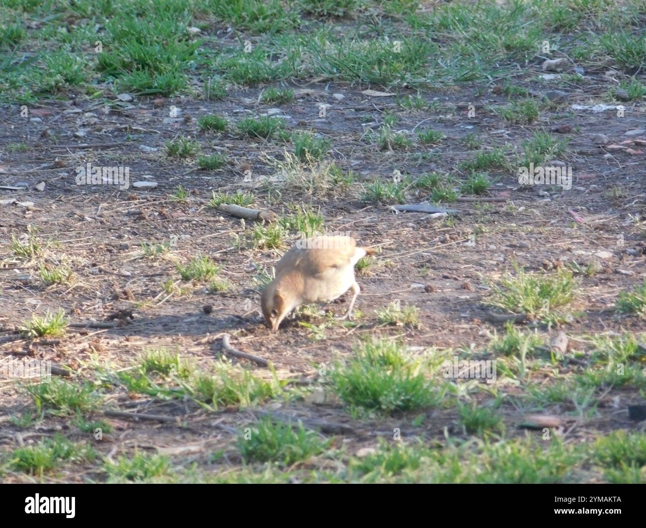 Rufous Hornero (Furnarius rufus Stock Photo - Alamy