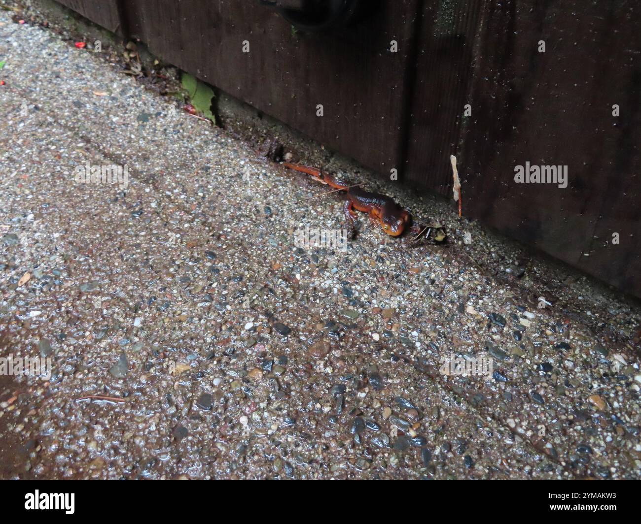 Sierra Newt (Taricha sierrae Stock Photo - Alamy