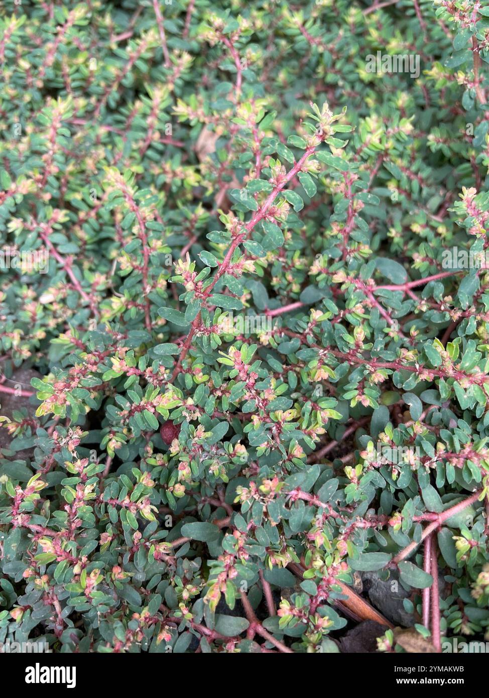 Spotted spurge (Euphorbia maculata Stock Photo - Alamy