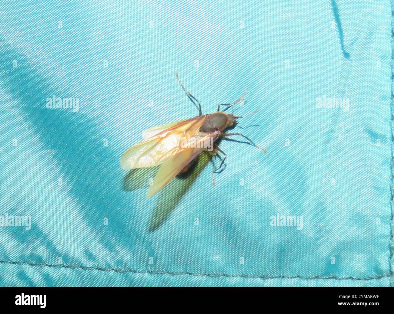 Atta Leaf-cutter Ants (Atta Stock Photo - Alamy
