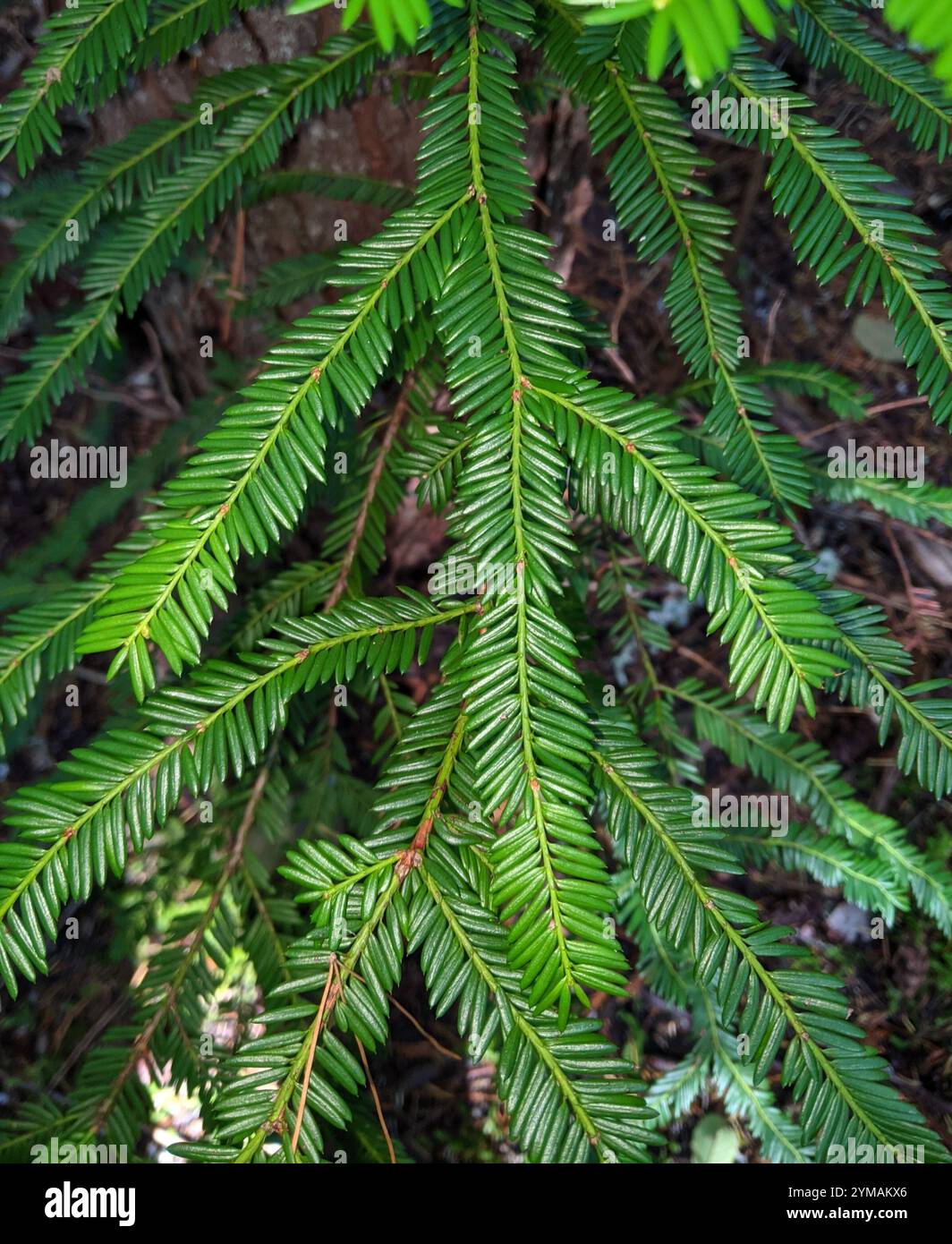 Pacific yew (Taxus brevifolia Stock Photo - Alamy