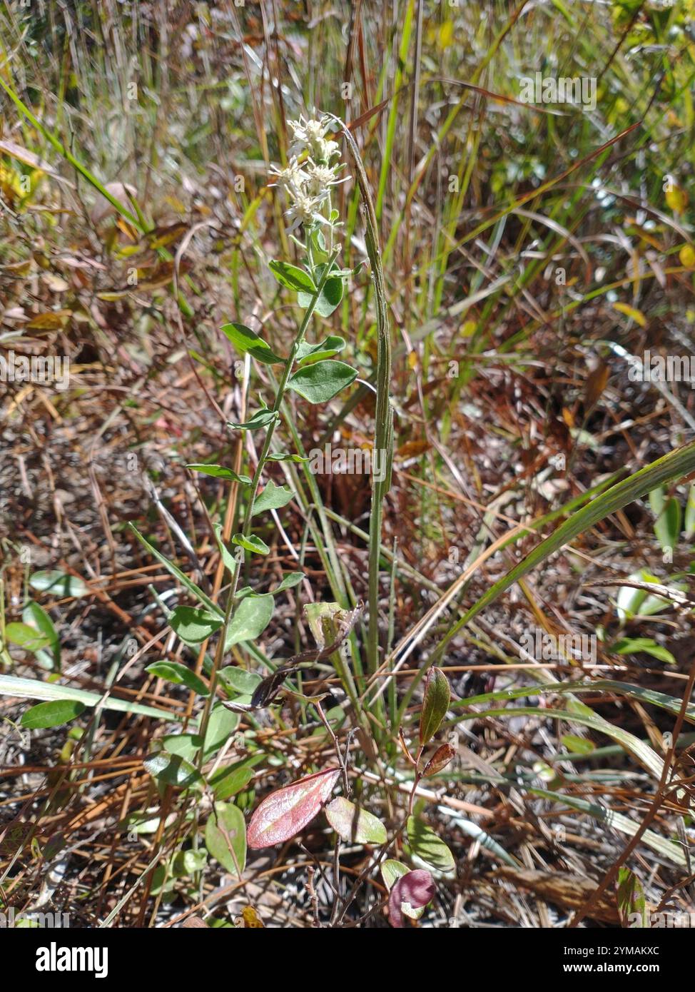 Dixie aster (Sericocarpus tortifolius Stock Photo - Alamy