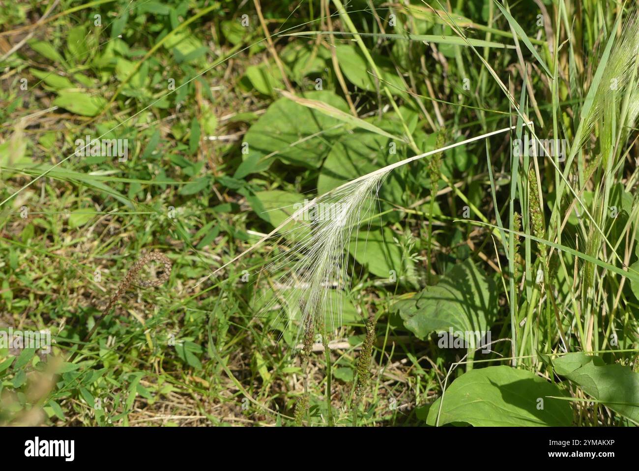 Foxtail Barley (Hordeum jubatum Stock Photo - Alamy