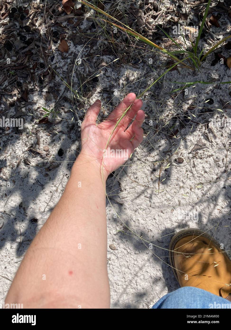 Elliott's lovegrass (Eragrostis elliottii Stock Photo - Alamy