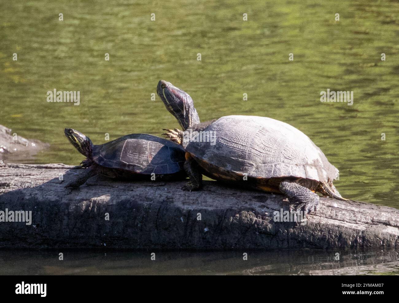 Red-eared Slider (Trachemys scripta elegans Stock Photo - Alamy