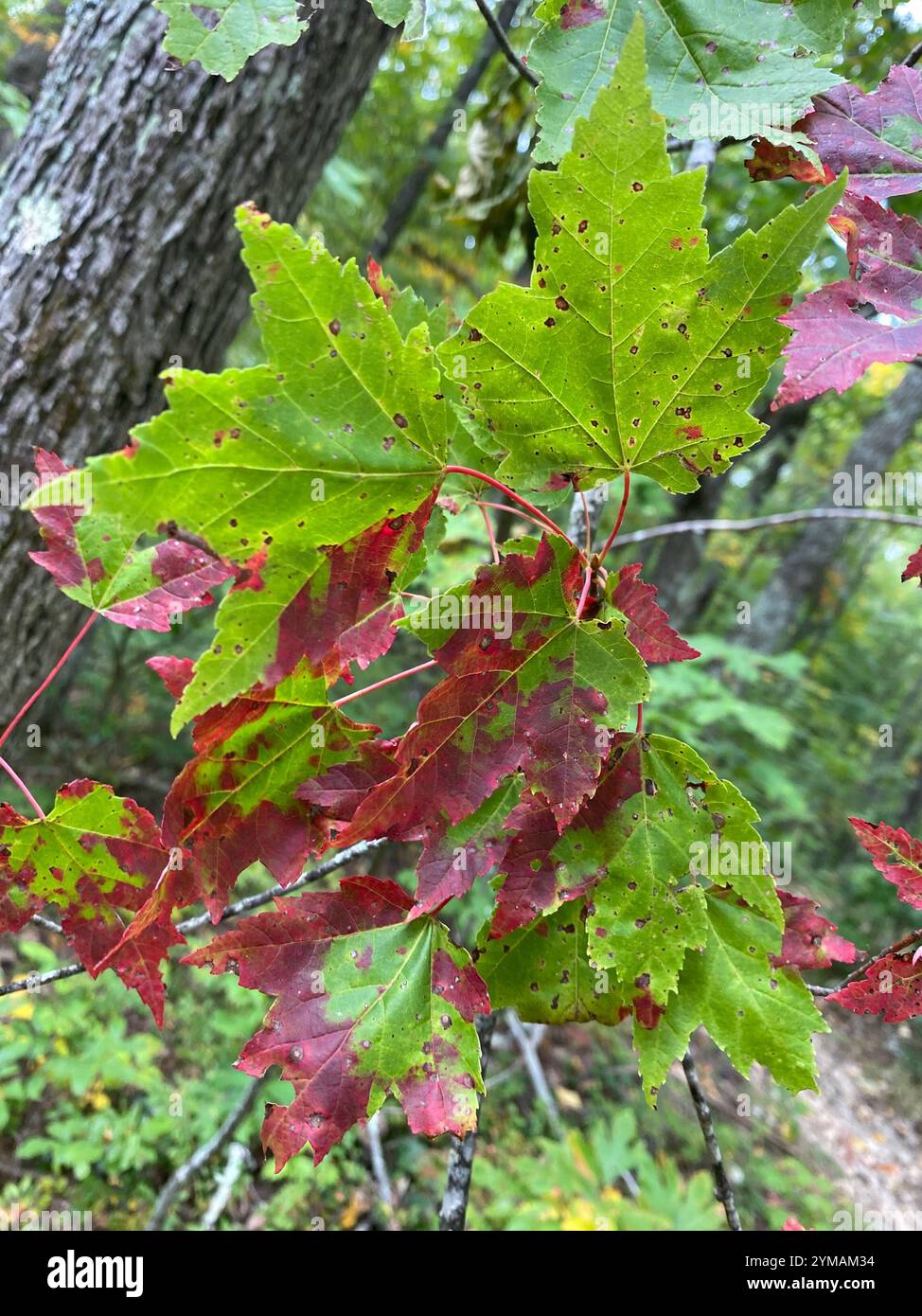 Eastern Red Maple (Acer rubrum rubrum Stock Photo - Alamy