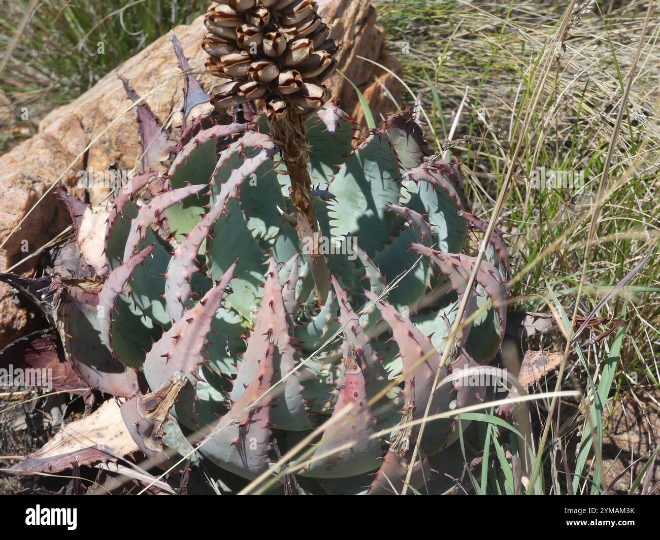 Turks Aloe (Aloe peglerae Stock Photo - Alamy