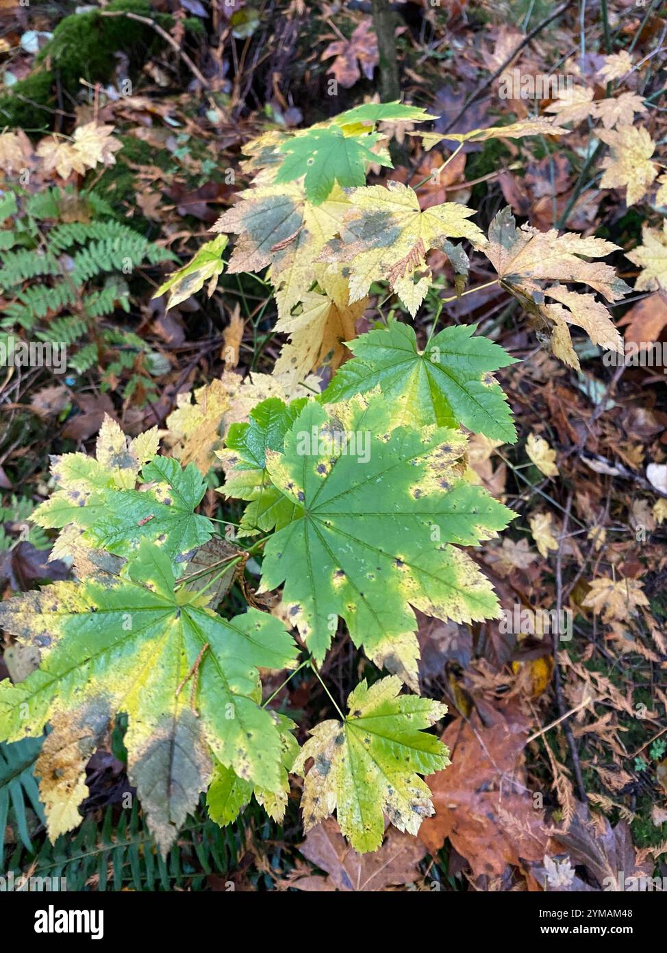 Vine Maple (Acer circinatum Stock Photo - Alamy