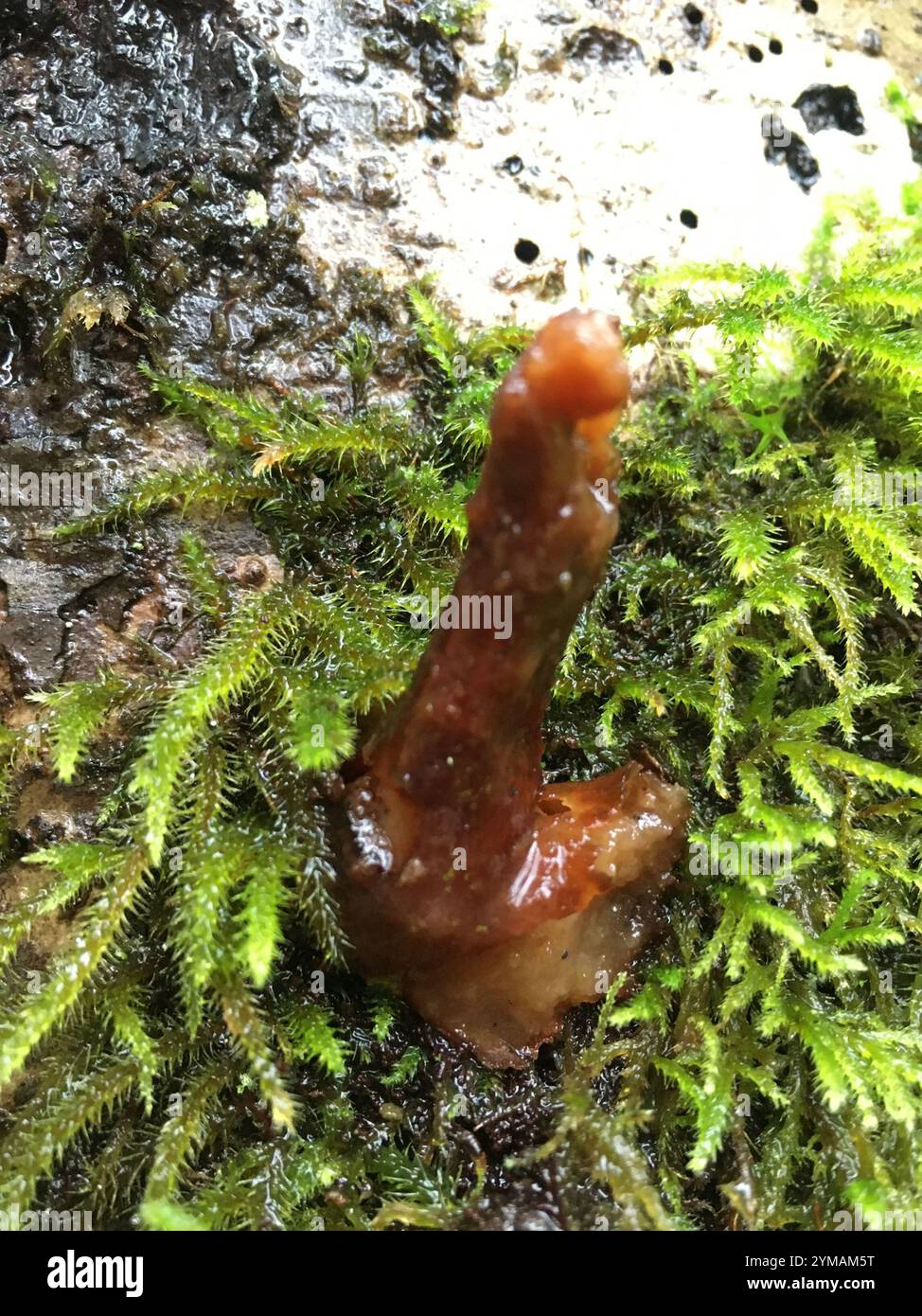 Saddle-shaped False Morel (Gyromitra infula Stock Photo - Alamy