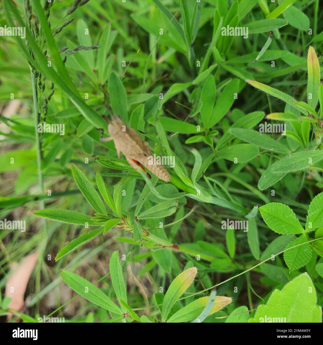 Common Gumleaf Grasshopper (Goniaea australasiae Stock Photo - Alamy