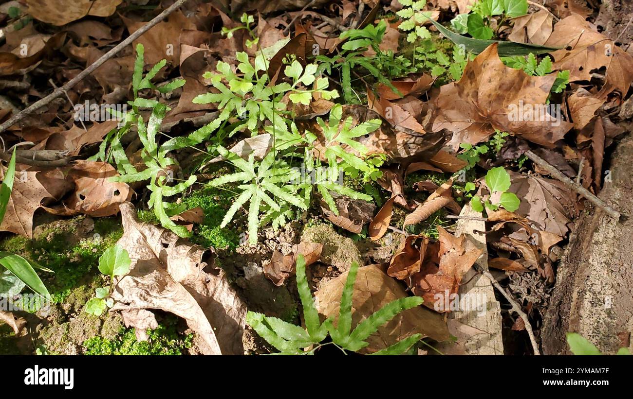 Japanese climbing fern (Lygodium japonicum Stock Photo - Alamy
