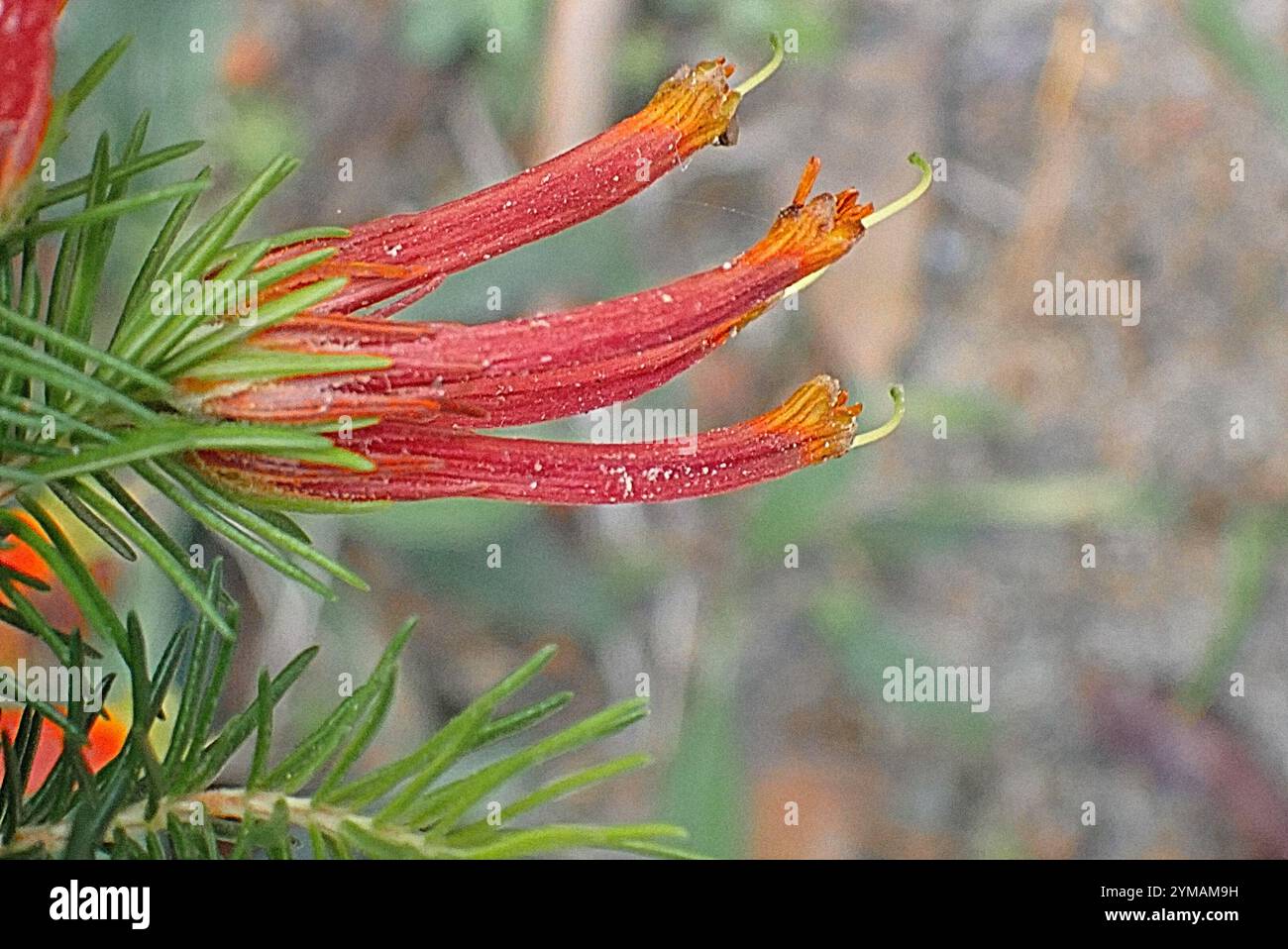 George Onecolour Heath (Erica unicolor georgensis Stock Photo - Alamy