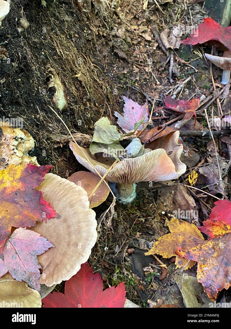 honey mushrooms (Armillaria Stock Photo - Alamy