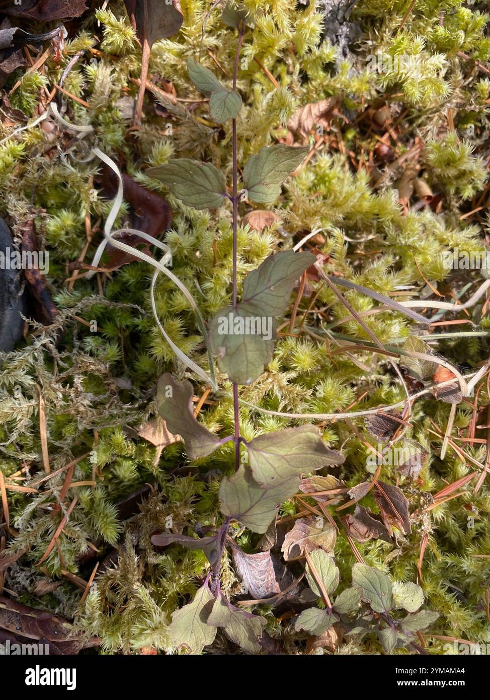 yerba buena (Clinopodium douglasii Stock Photo - Alamy