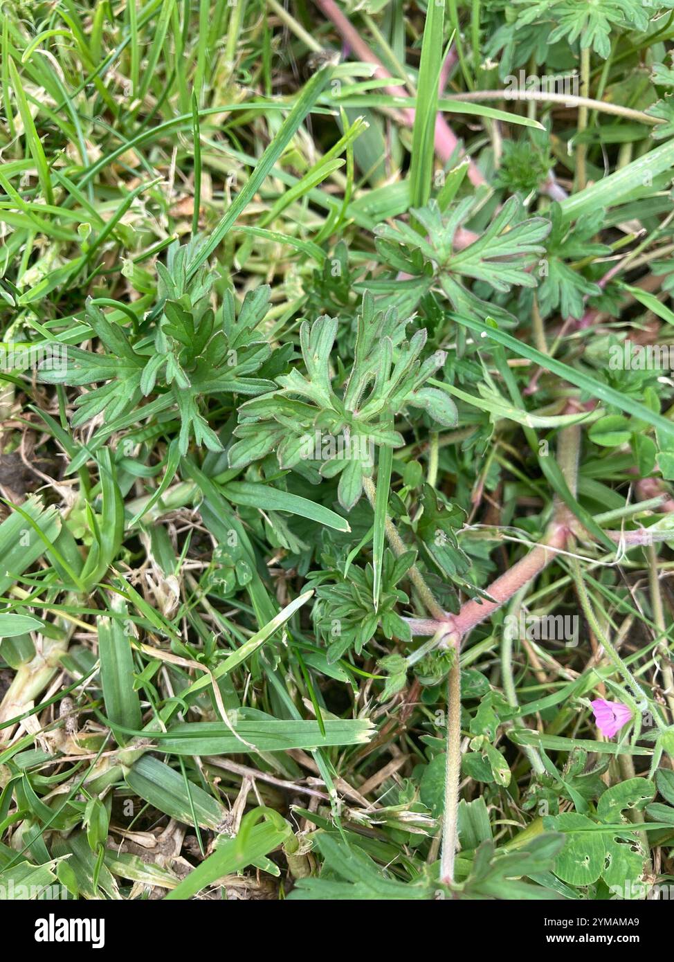 Cut-leaved crane's-bill (Geranium dissectum Stock Photo - Alamy