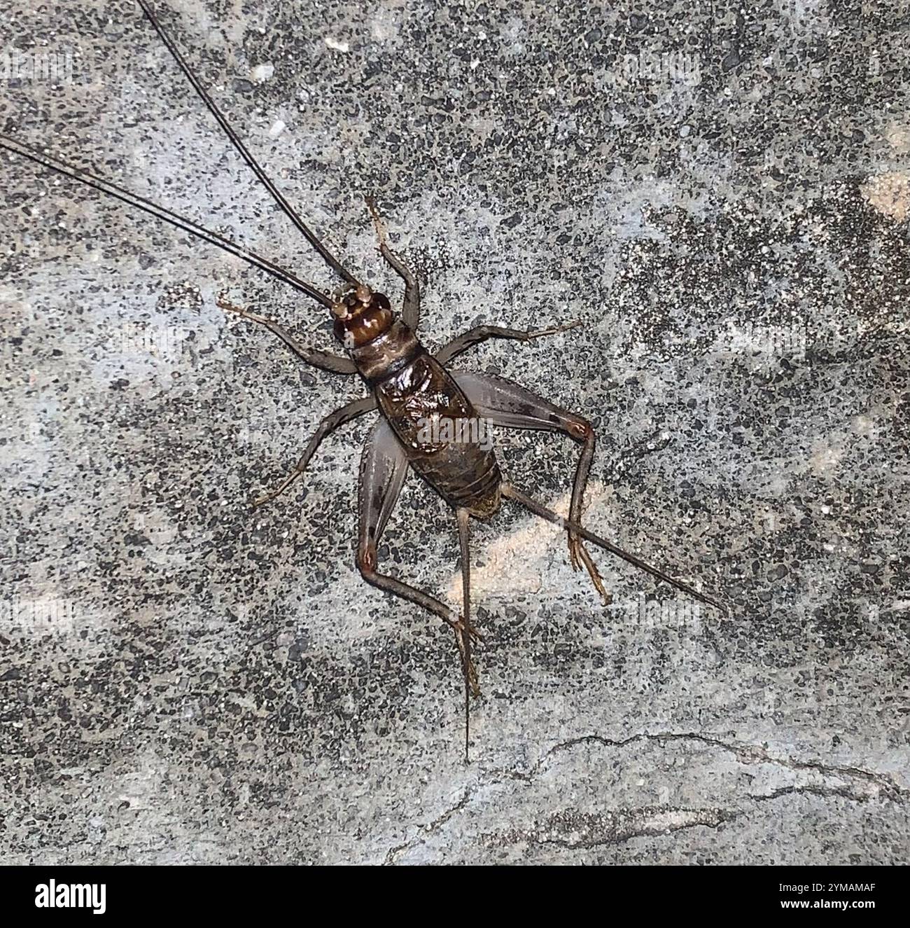 Tropical House Cricket (Gryllodes sigillatus Stock Photo - Alamy