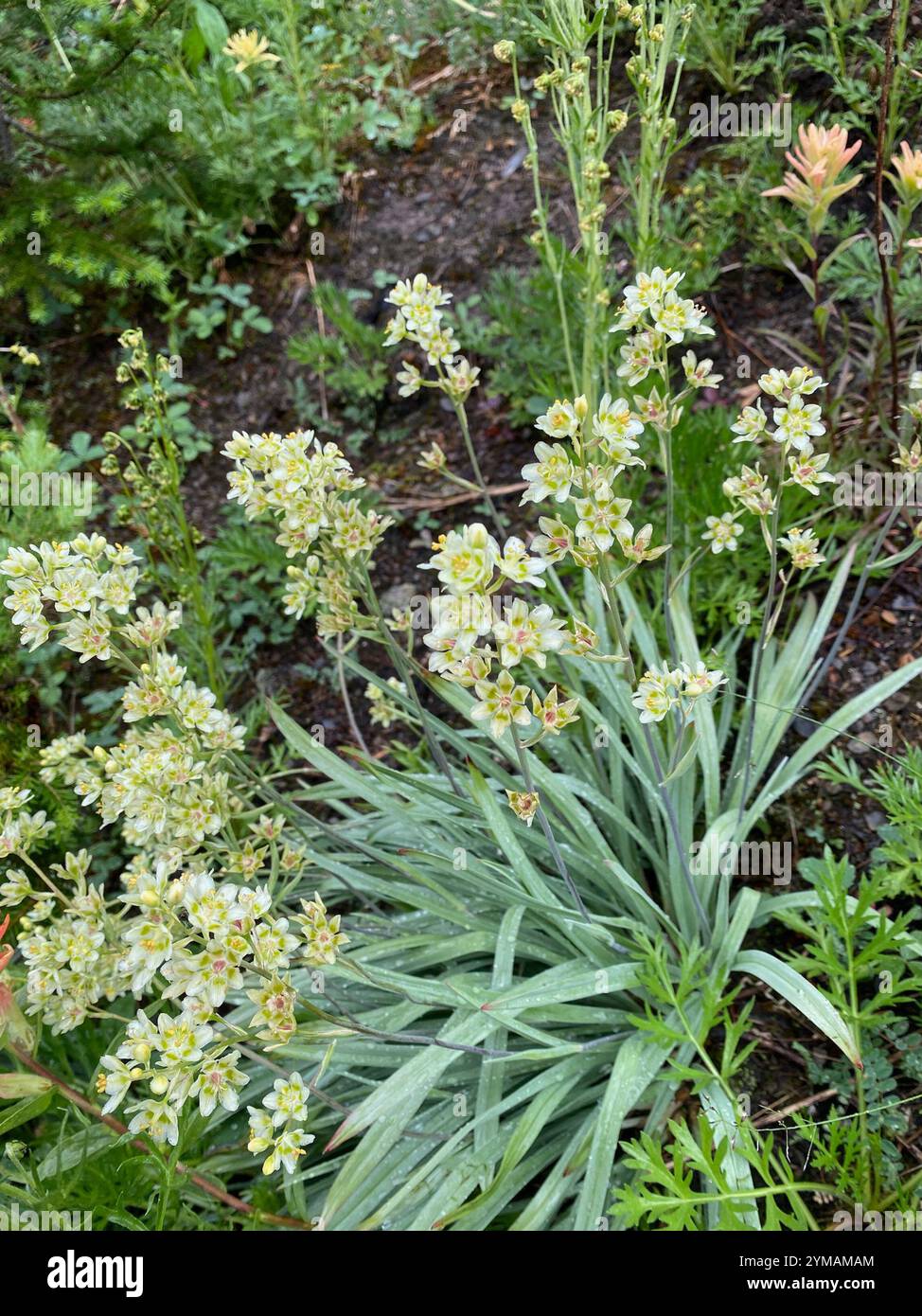 Mountain Deathcamas (Anticlea elegans Stock Photo - Alamy