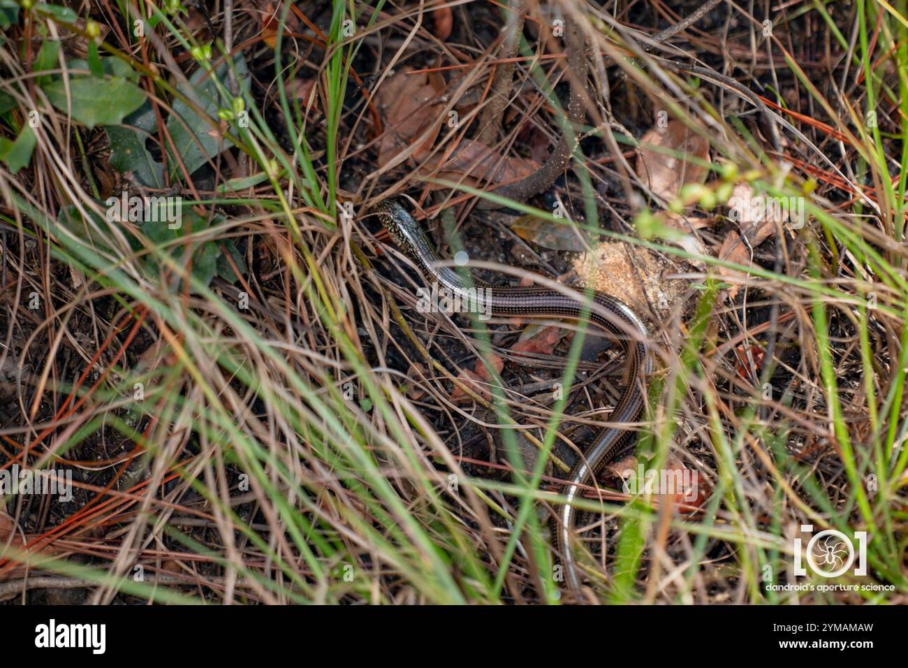 Eastern Glass Lizard (Ophisaurus ventralis Stock Photo - Alamy