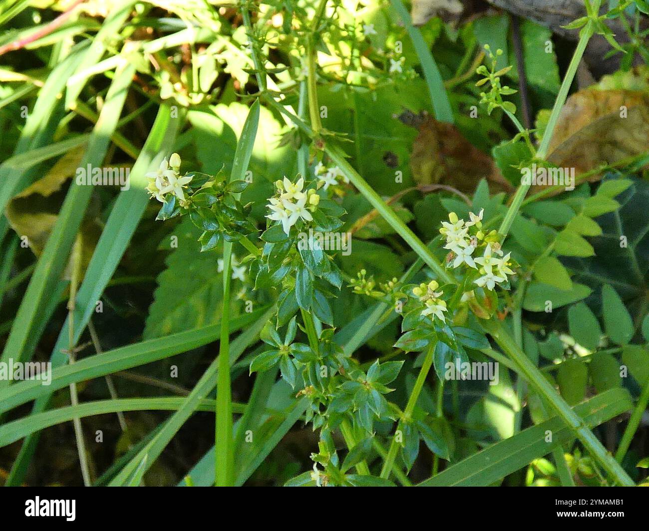 white bedstraw (Galium album Stock Photo - Alamy