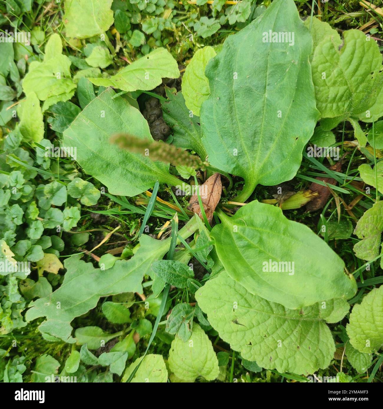 greater plantain (Plantago major Stock Photo - Alamy