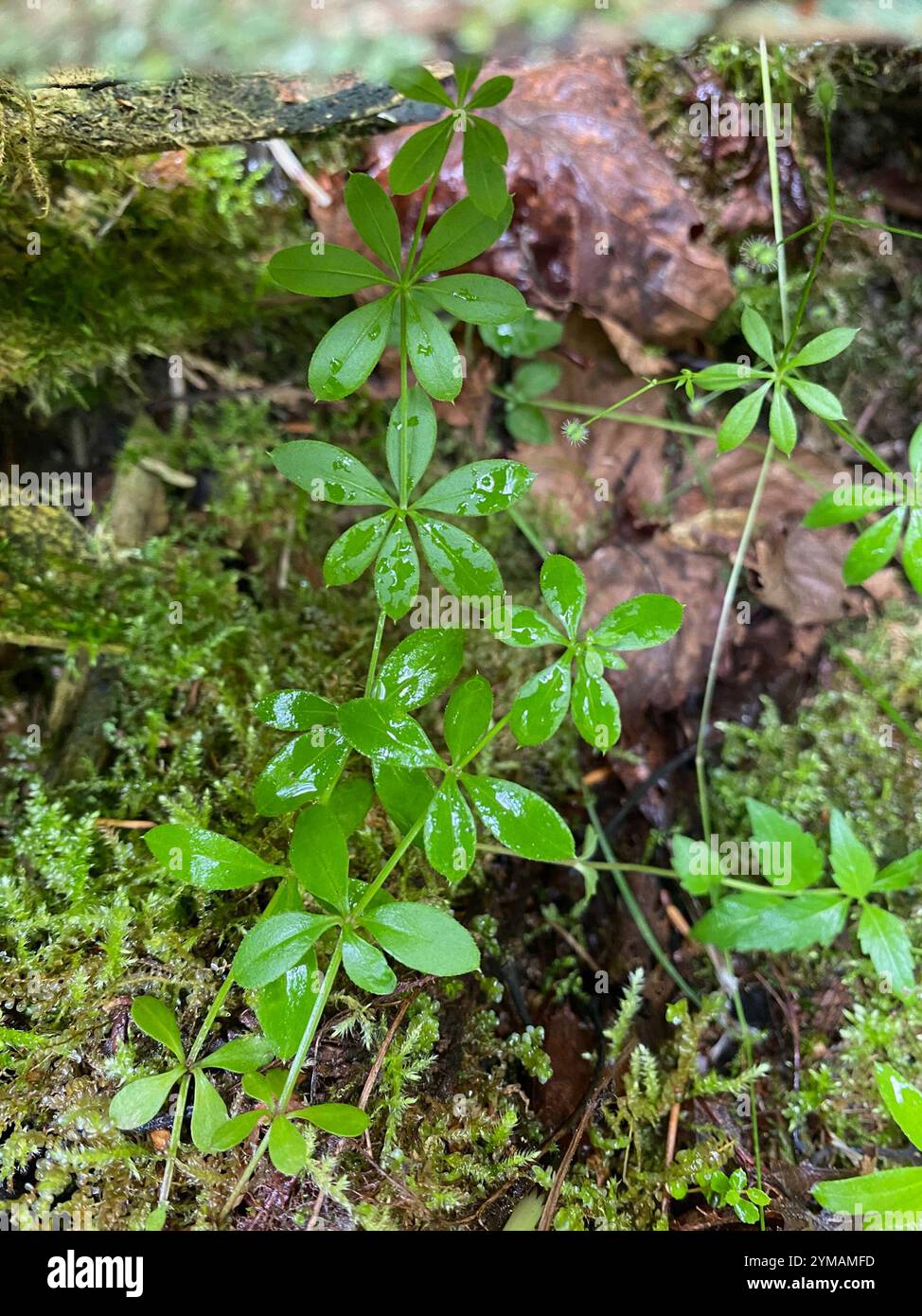 fragrant bedstraw (Galium triflorum Stock Photo - Alamy