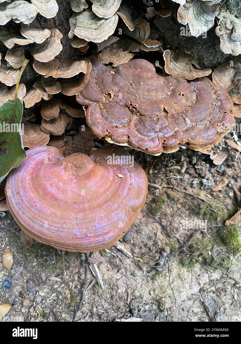 golden reishi (Ganoderma curtisii Stock Photo - Alamy