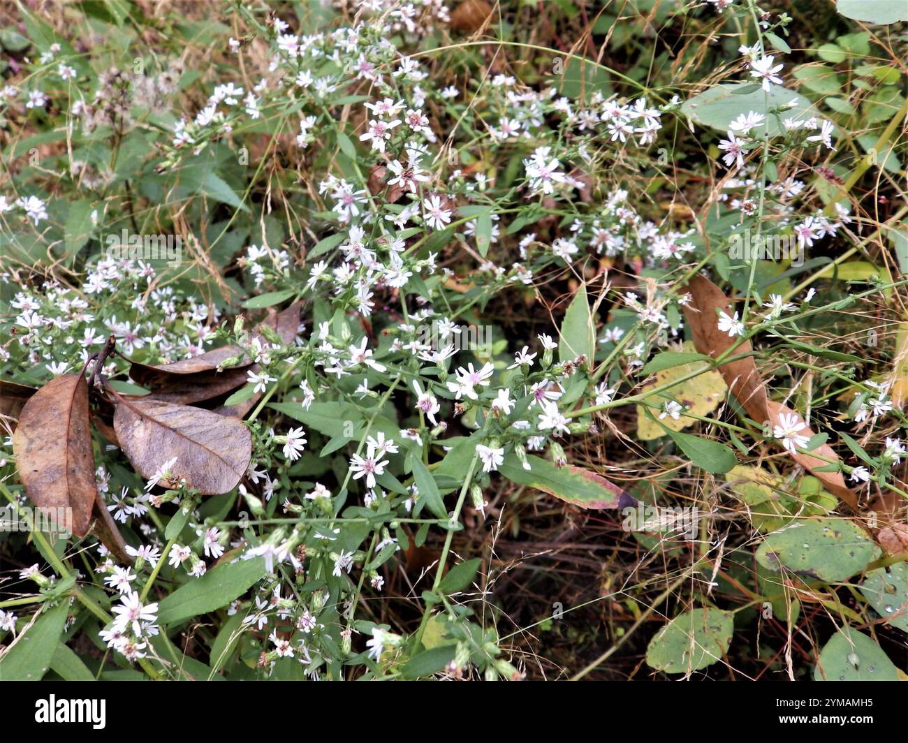 calico aster (Symphyotrichum lateriflorum Stock Photo - Alamy