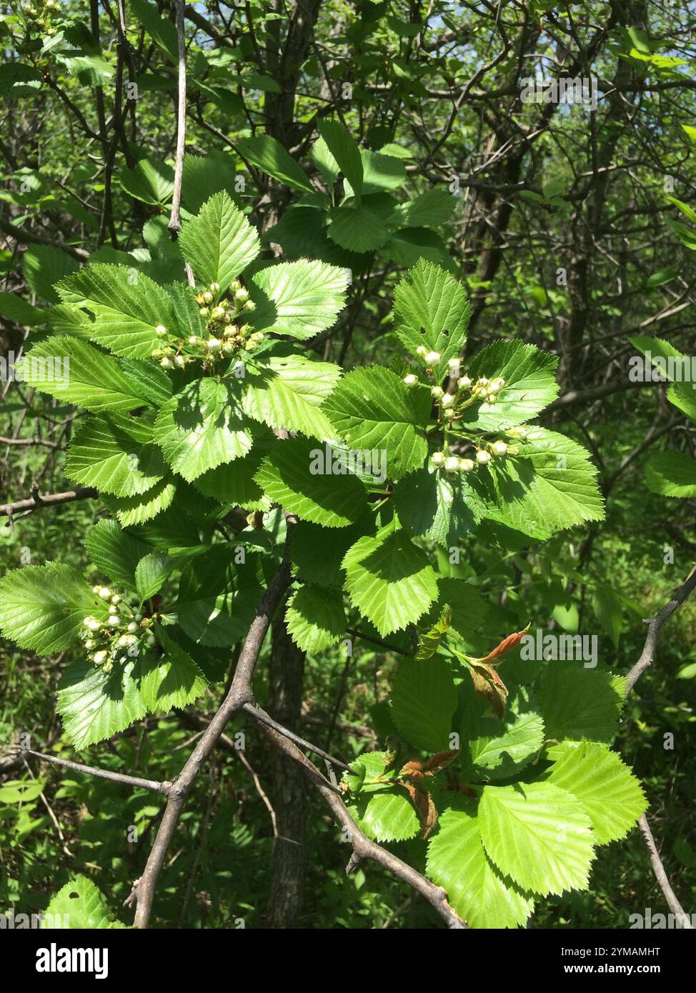 Large-thorn hawthorn (Crataegus macracantha Stock Photo - Alamy