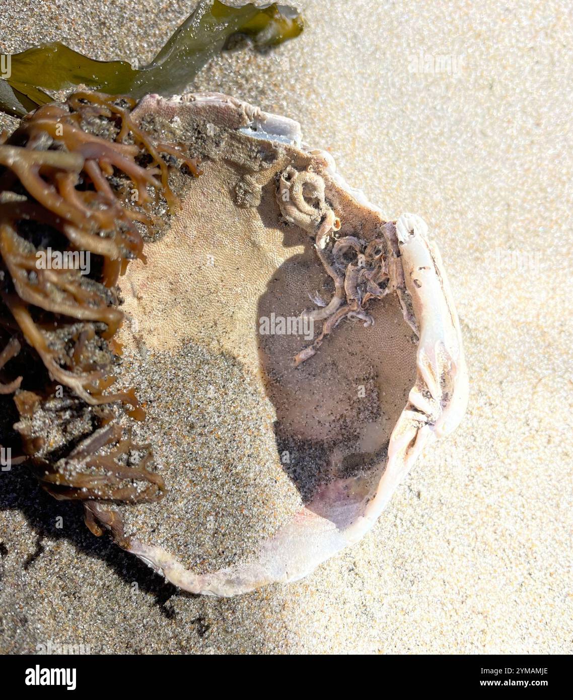 Thylacodes hi-res stock photography and images - Alamy