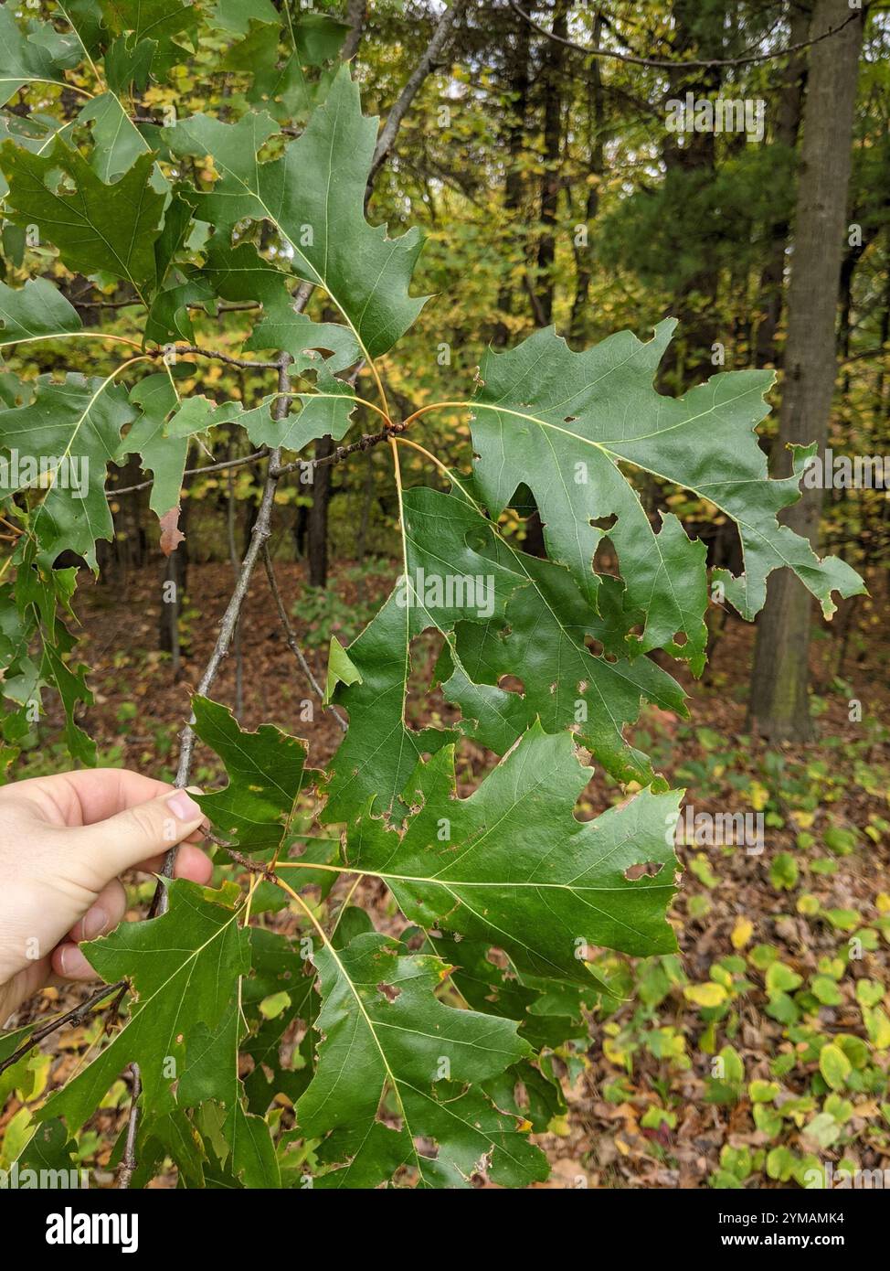 northern red oak (Quercus rubra Stock Photo - Alamy