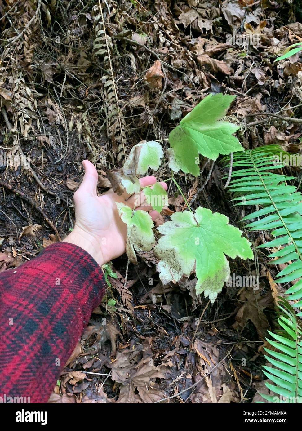 Tall Bugbane (Actaea elata Stock Photo - Alamy
