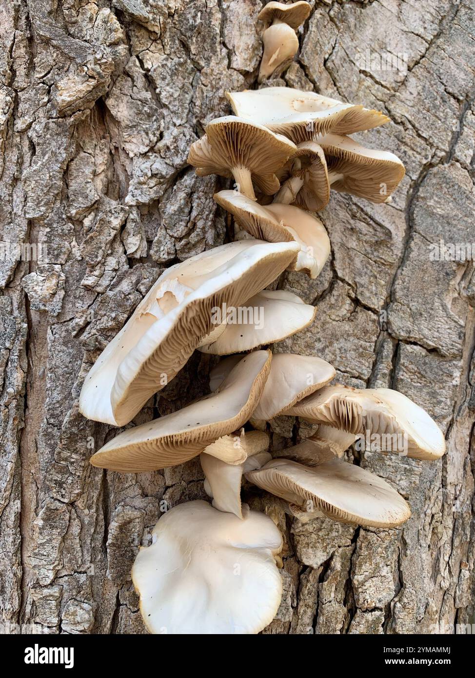 Poplar Fieldcap (Cyclocybe cylindracea Stock Photo - Alamy