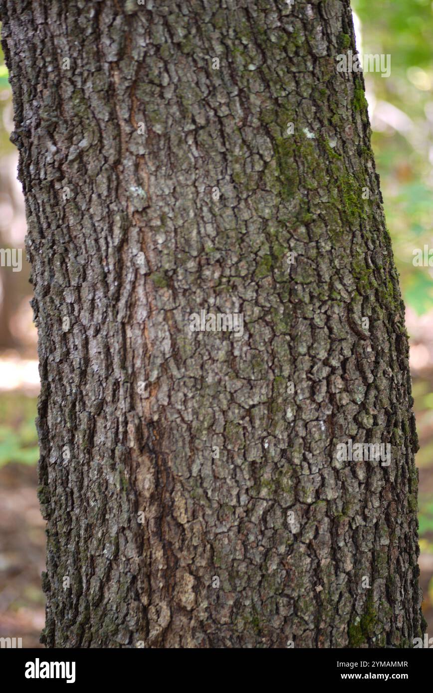 cherrybark oak (Quercus pagoda Stock Photo - Alamy