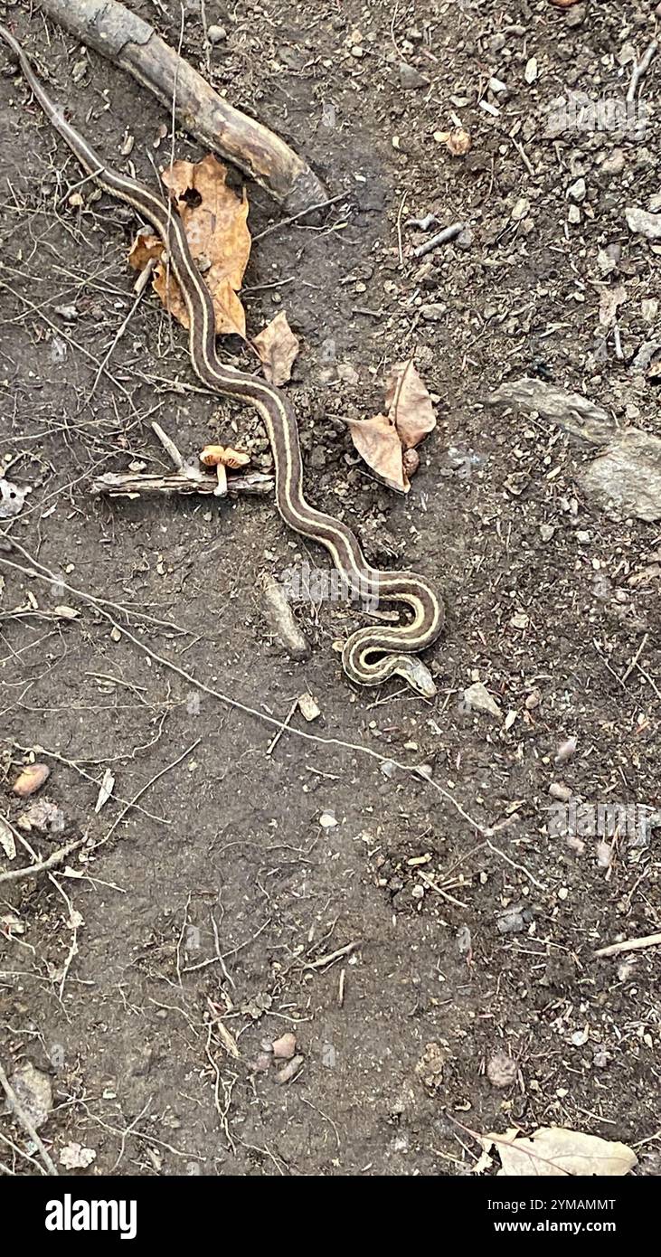 Common Garter Snake (Thamnophis sirtalis Stock Photo - Alamy