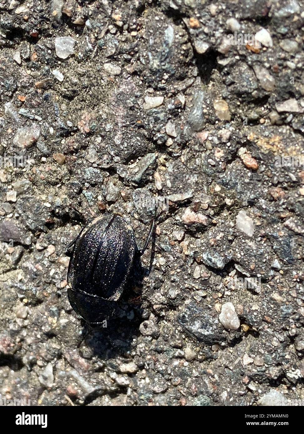 Black snail beetle (Phosphuga atrata Stock Photo - Alamy