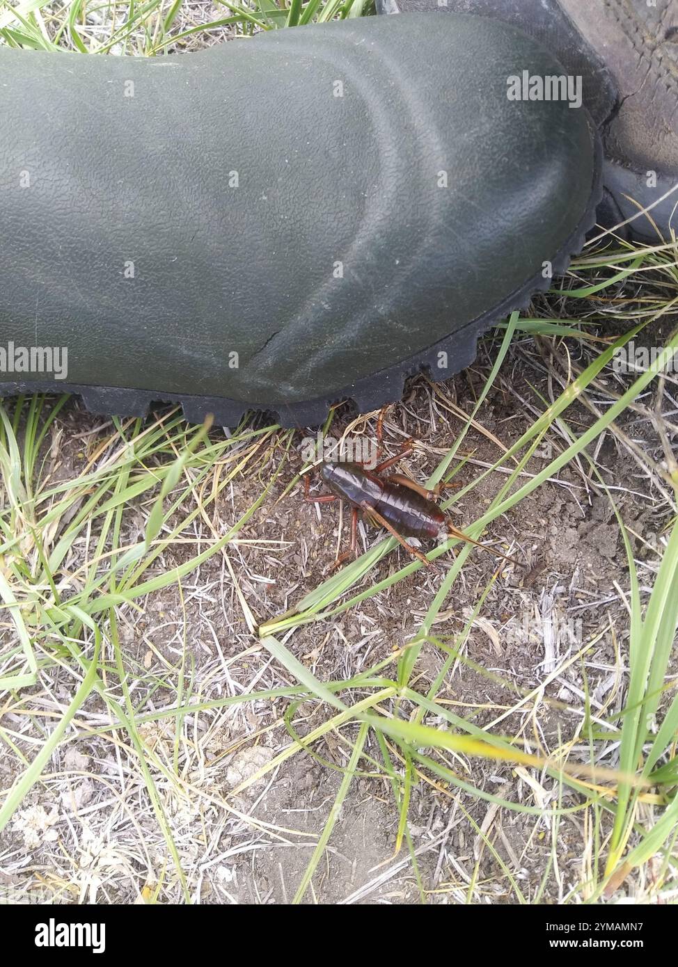 Mormon Cricket (Anabrus simplex Stock Photo - Alamy