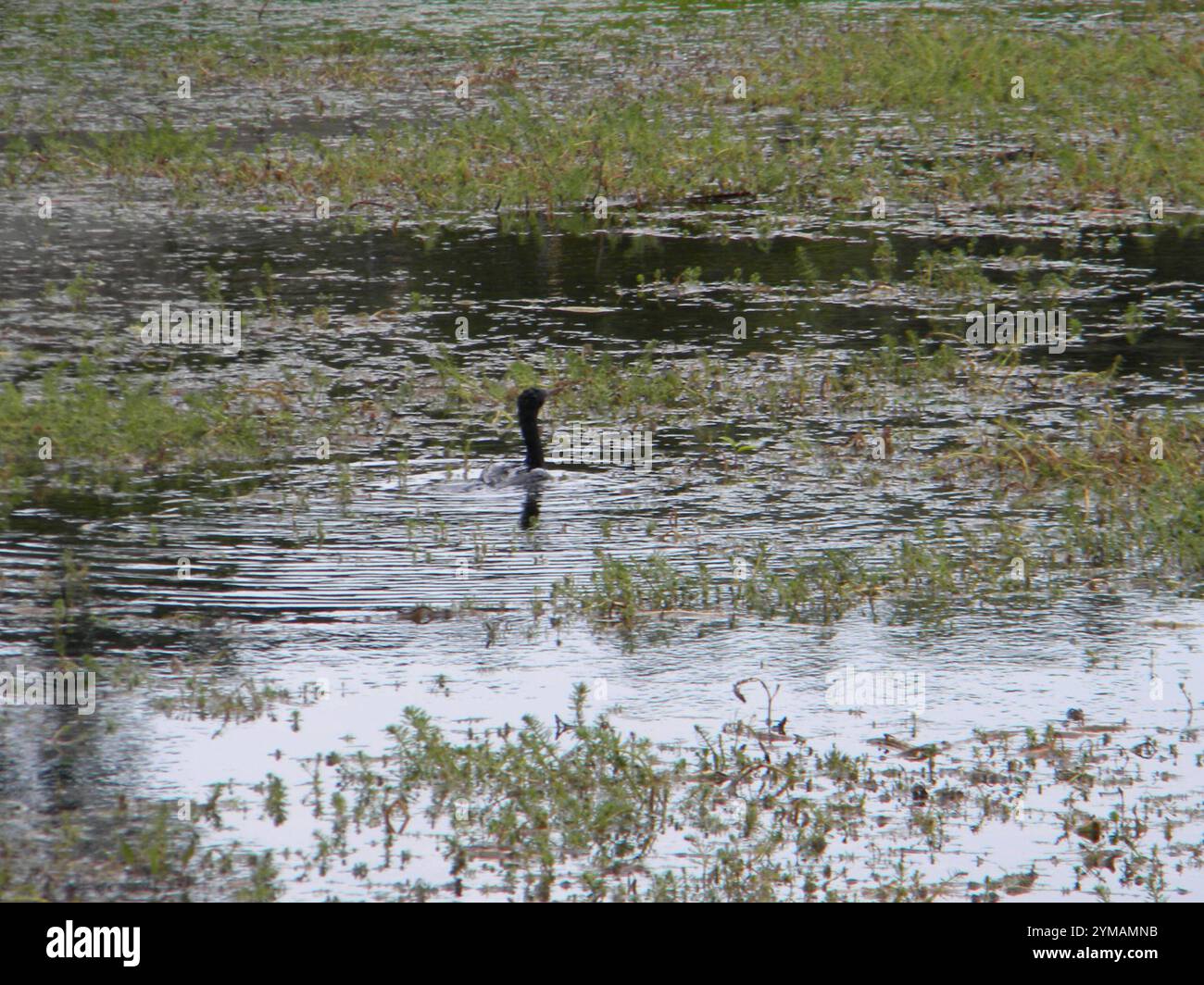 African Reed Cormorant (Microcarbo africanus africanus Stock Photo - Alamy