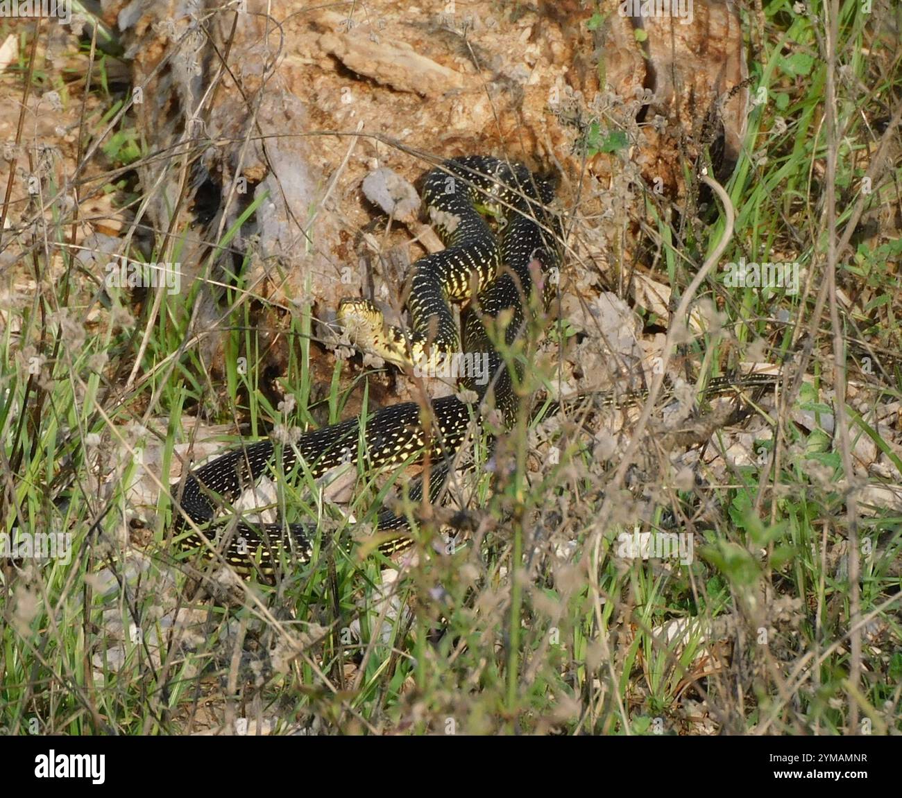 Green Whip Snake (Hierophis viridiflavus Stock Photo - Alamy
