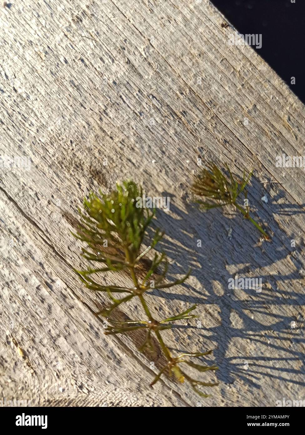 coontail (Ceratophyllum demersum Stock Photo - Alamy