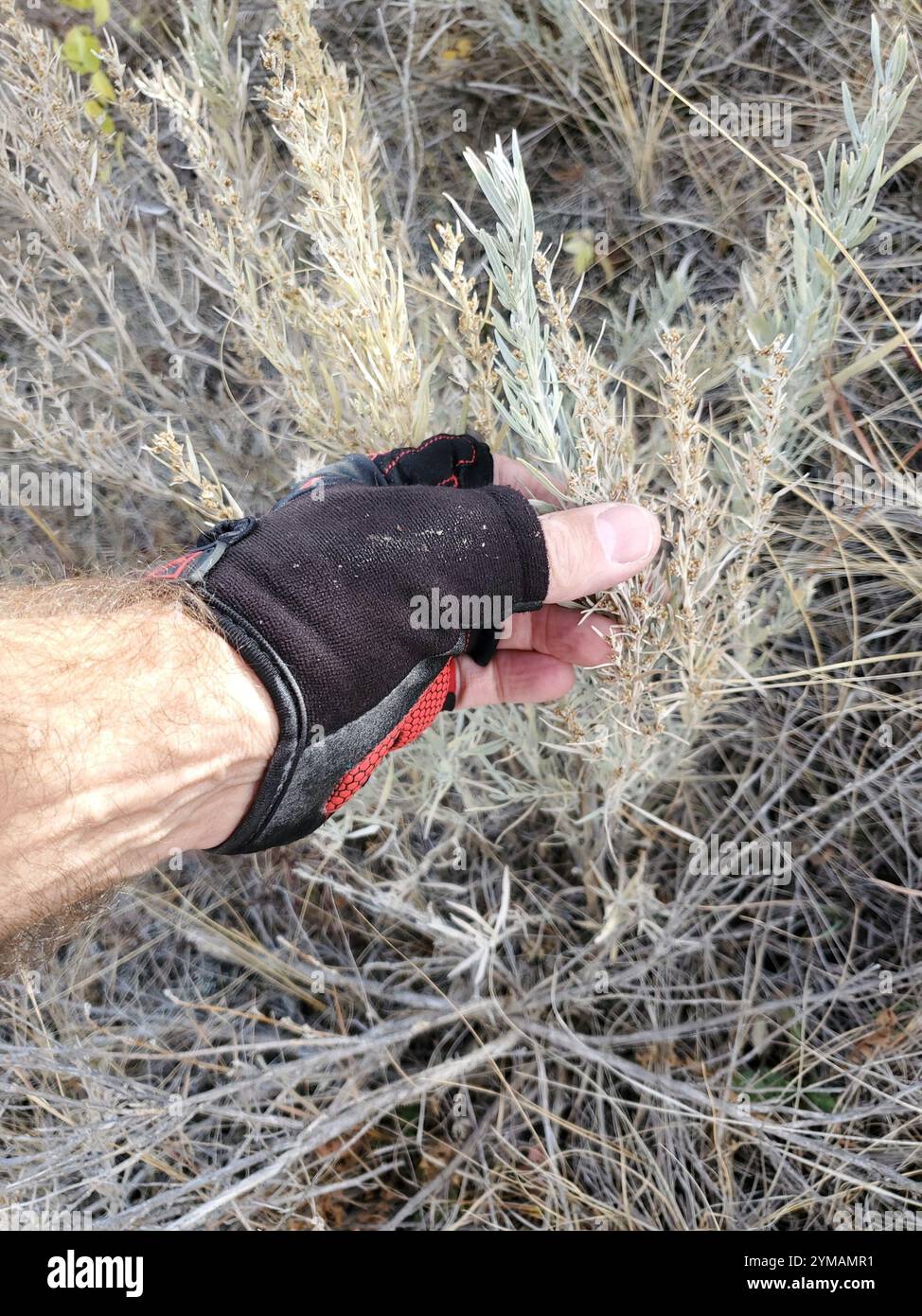 Silver Sagebrush (Artemisia cana Stock Photo - Alamy
