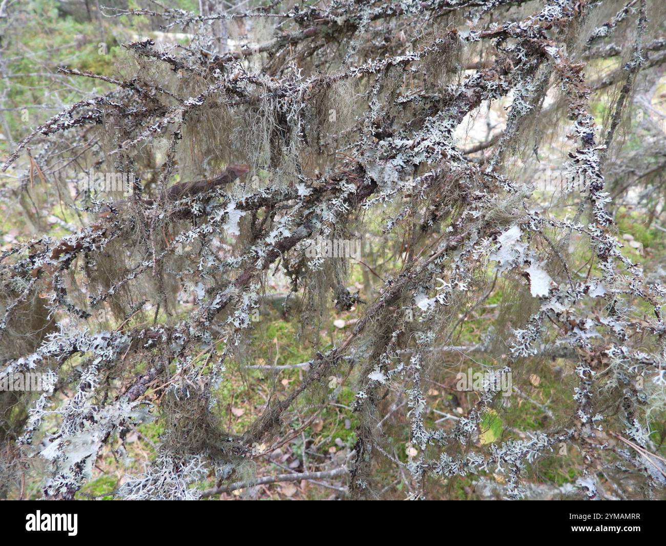 Pale-footed Horsehair Lichen (Bryoria fuscescens Stock Photo - Alamy
