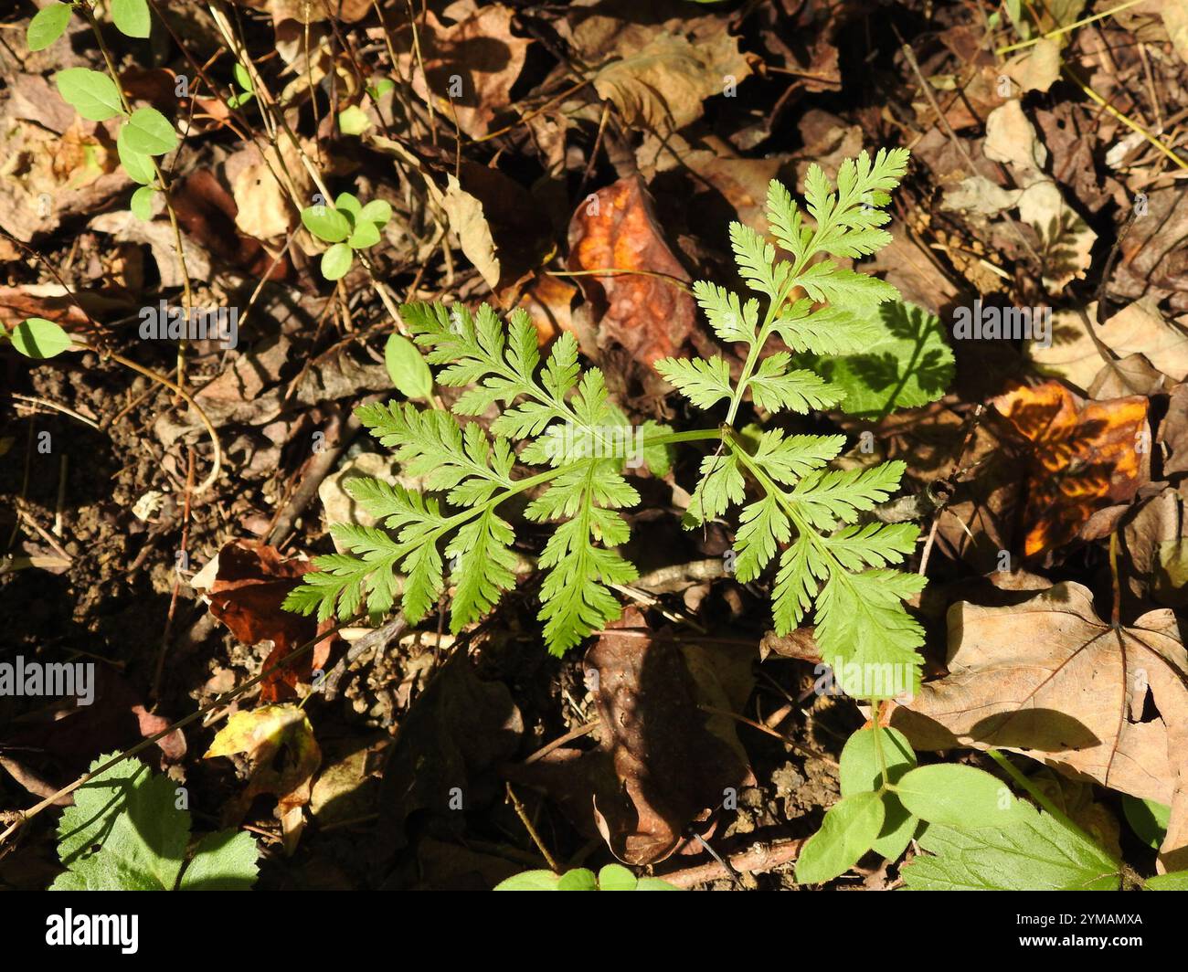 rattlesnake fern (Botrypus virginianus Stock Photo - Alamy