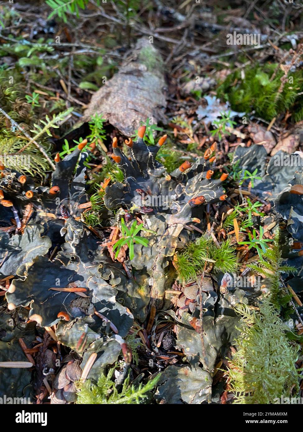 membranous pelt lichen (Peltigera membranacea Stock Photo - Alamy