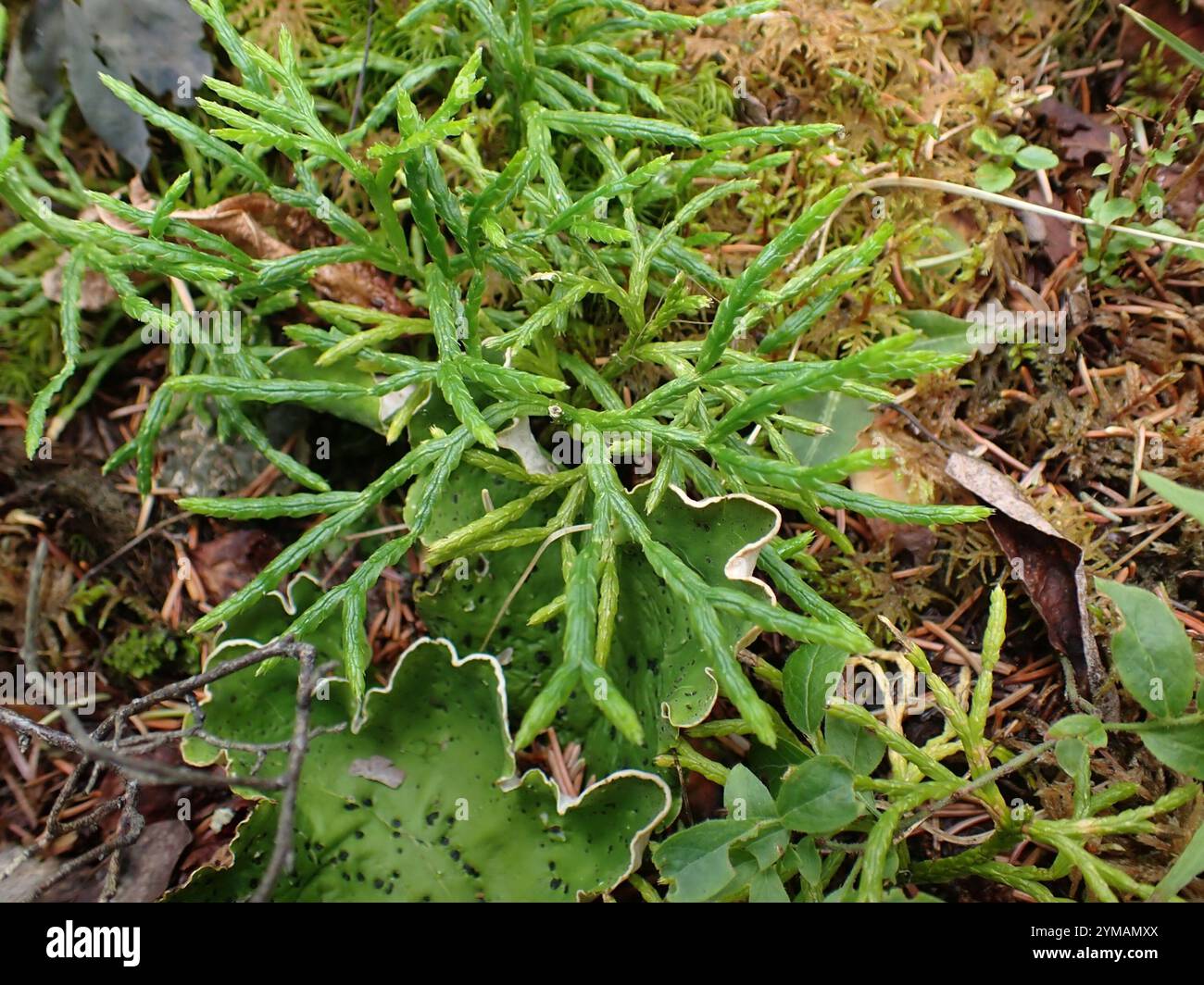 northern ground-cedar (Diphasiastrum complanatum Stock Photo - Alamy