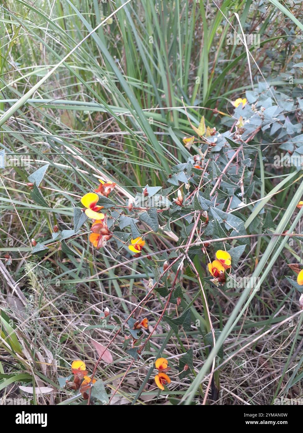Common Flat-pea (Platylobium obtusangulum Stock Photo - Alamy