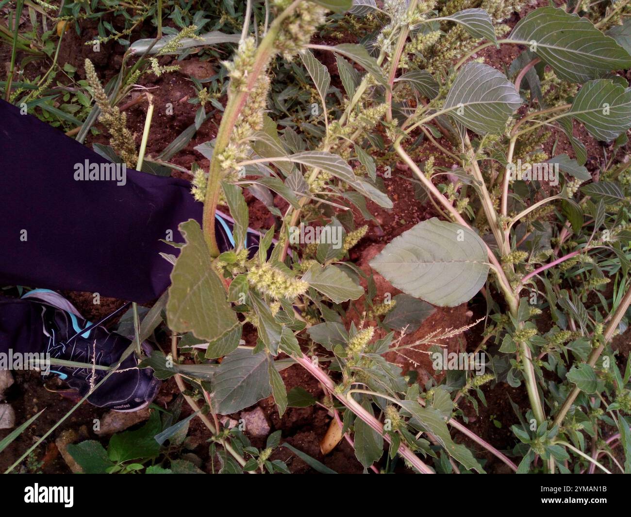 Redroot Amaranth (Amaranthus retroflexus Stock Photo - Alamy